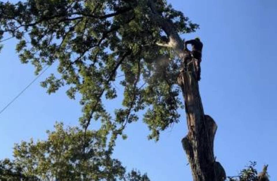 Jacob’s Tree Experts Offers Emergency Tree Removal in Cincinnati, OH 45223