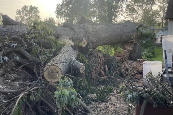 Jacob’s Tree Experts Offers Tree Services in Cincinnati, OH 45223